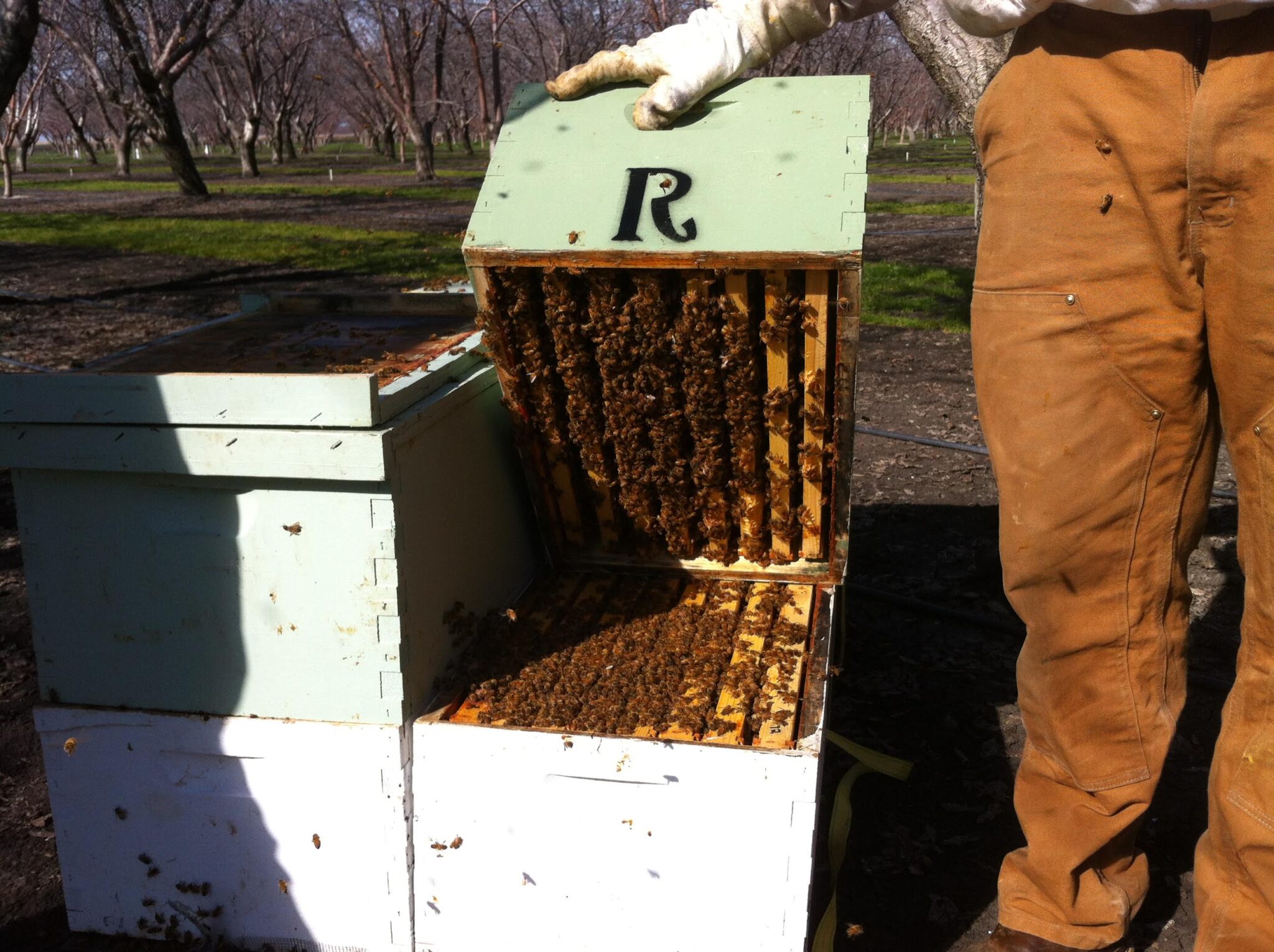 Beekeepers & Hive Info - California Almond Pollination Service
